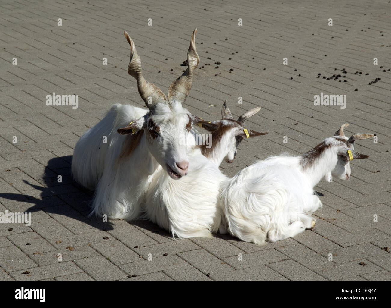 Girgentana Goat Sicily High Resolution Stock Photography and Images - Alamy