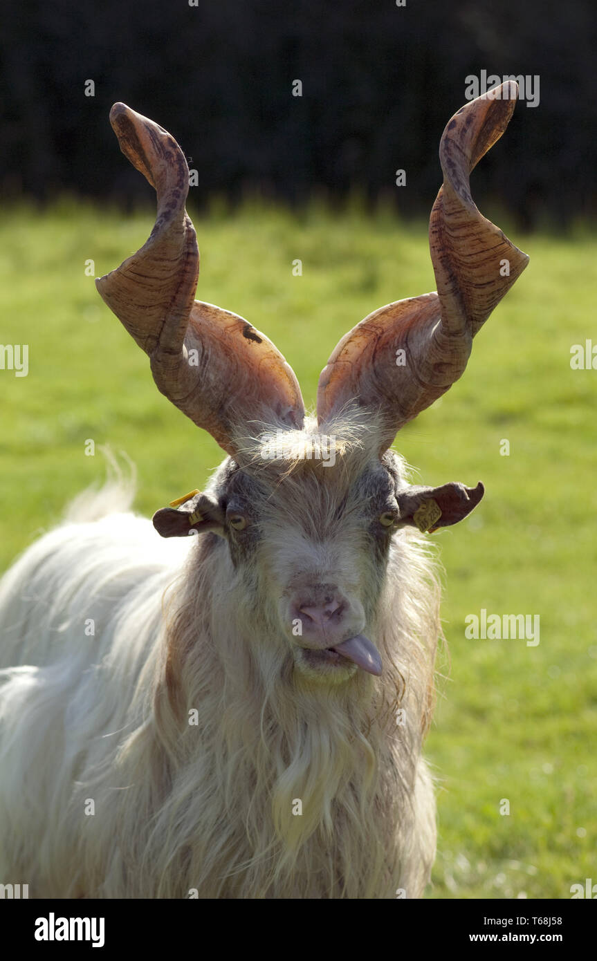 Girgentana goat sicily hi-res stock photography and images - Alamy
