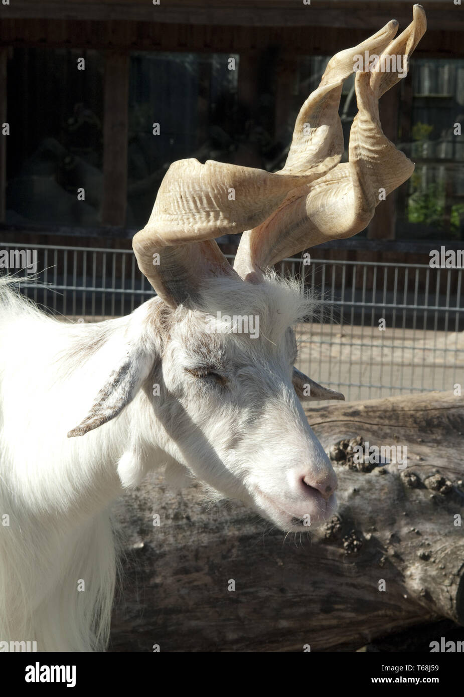 Girgentana goats hi-res stock photography and images - Alamy