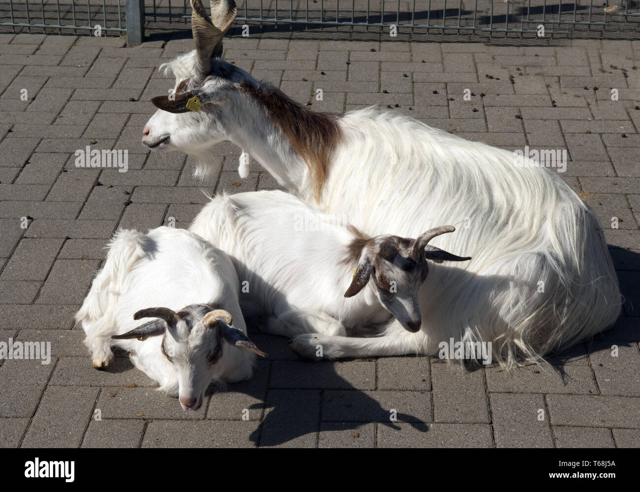 Girgentana goat sicily hi-res stock photography and images - Alamy