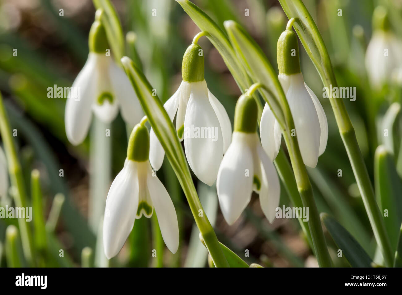 Snowdrop bloom in springtime Stock Photo - Alamy