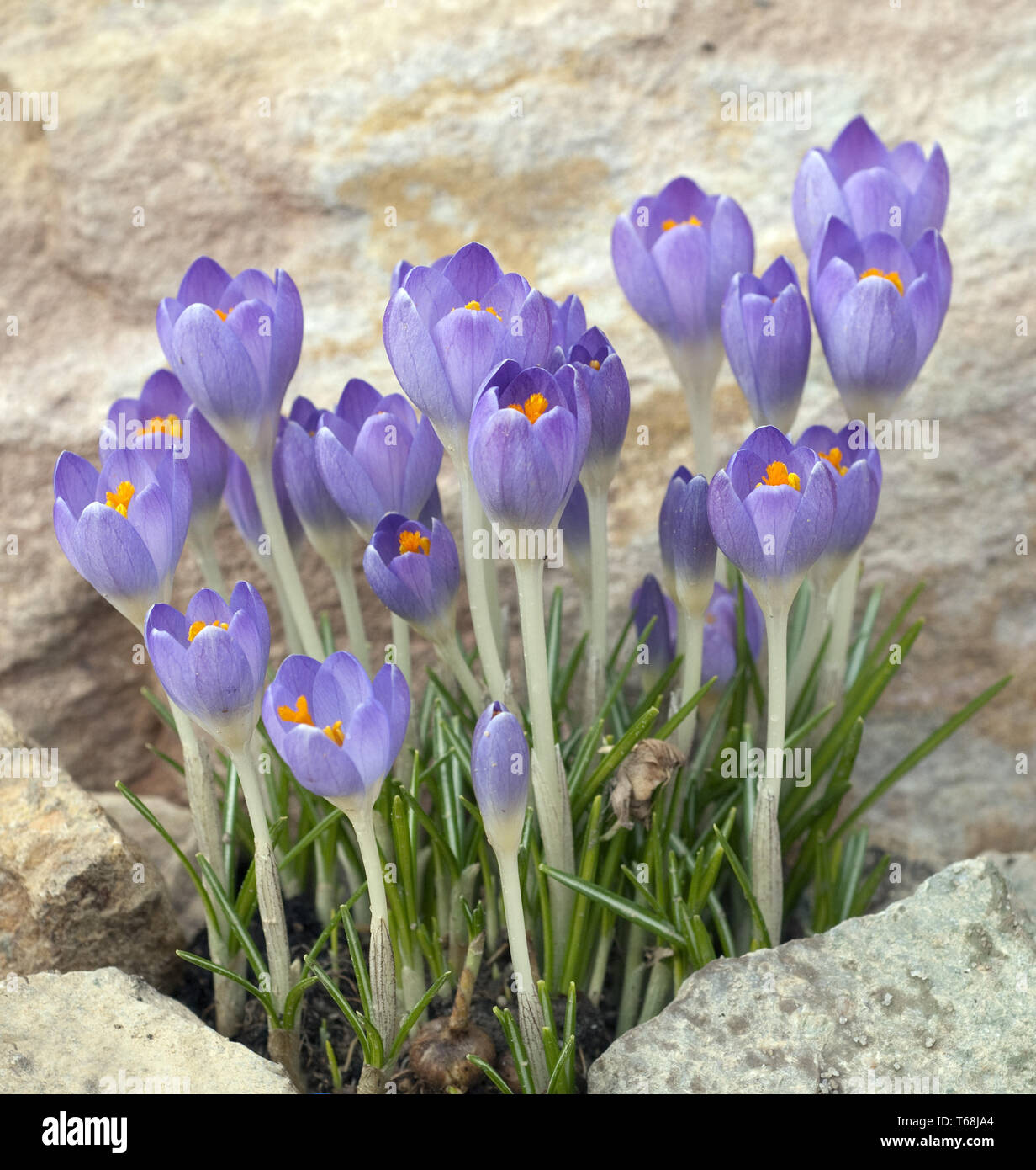 Crocus in early spring Stock Photo - Alamy