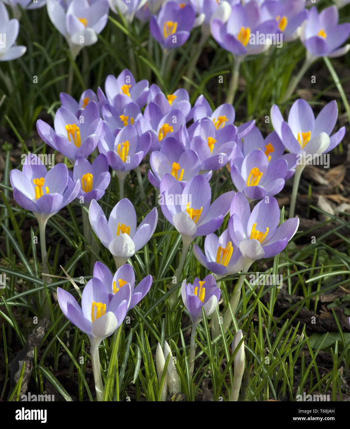 Crocus in early spring Stock Photo - Alamy