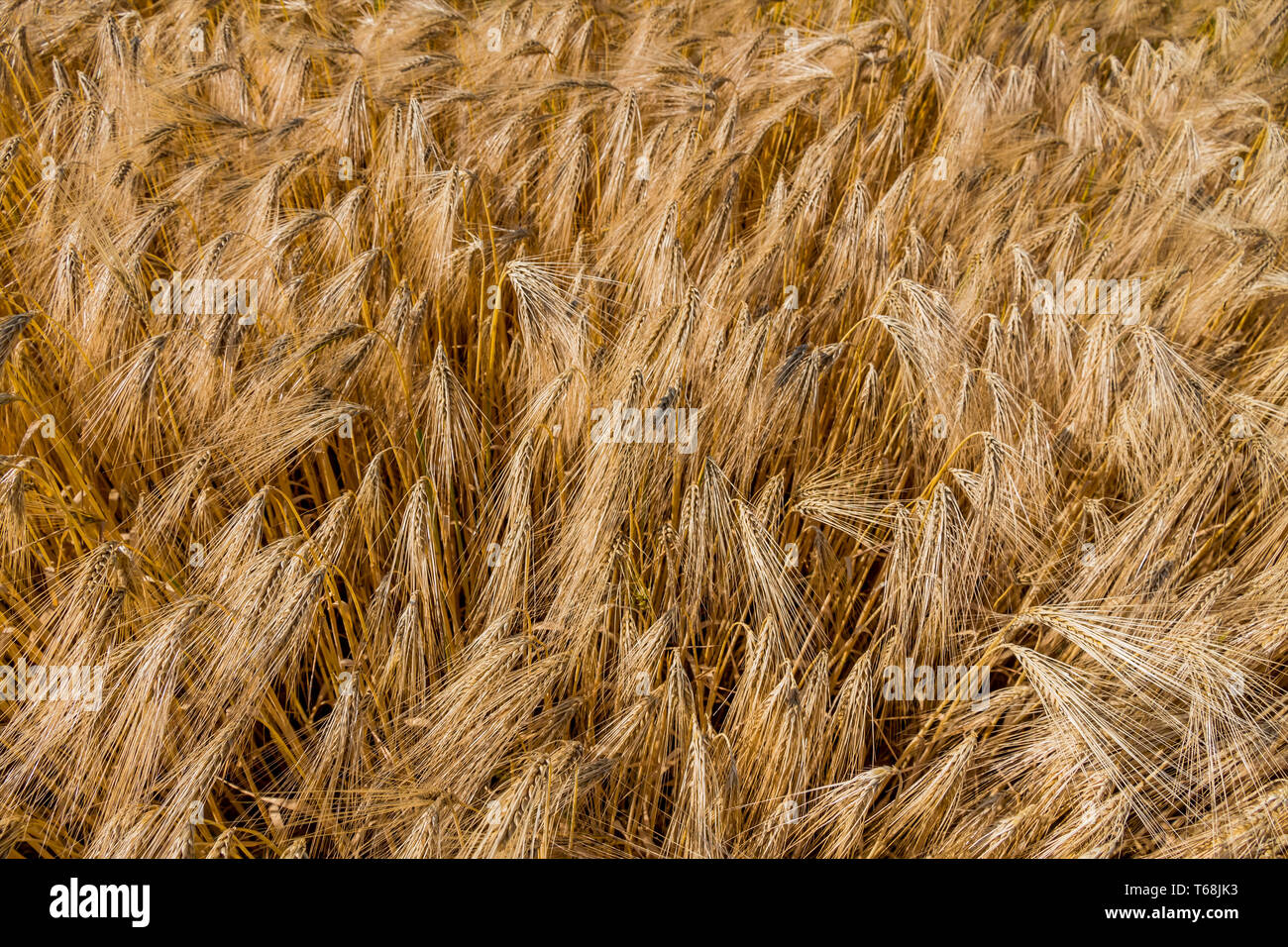 Barley, Hordeum vulgare Stock Photo - Alamy