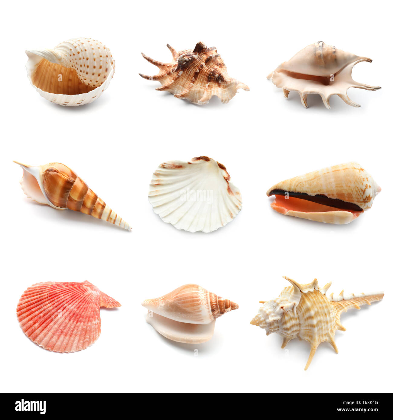 Different seashells on white background Stock Photo - Alamy