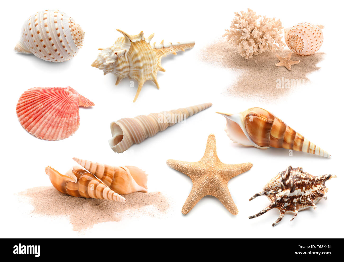 Different seashells with starfishes and coral on white background Stock ...