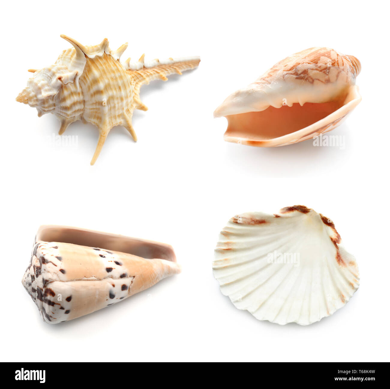 Different seashells on white background Stock Photo - Alamy