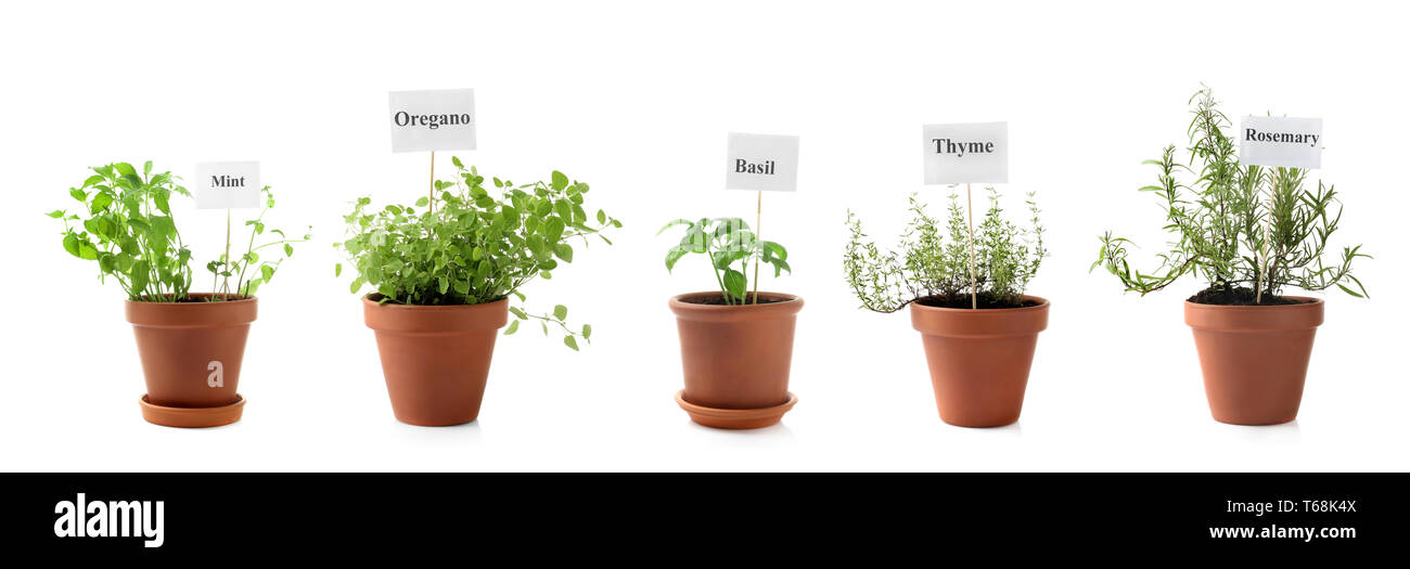 Herbs in pots hi-res stock photography and images - Alamy