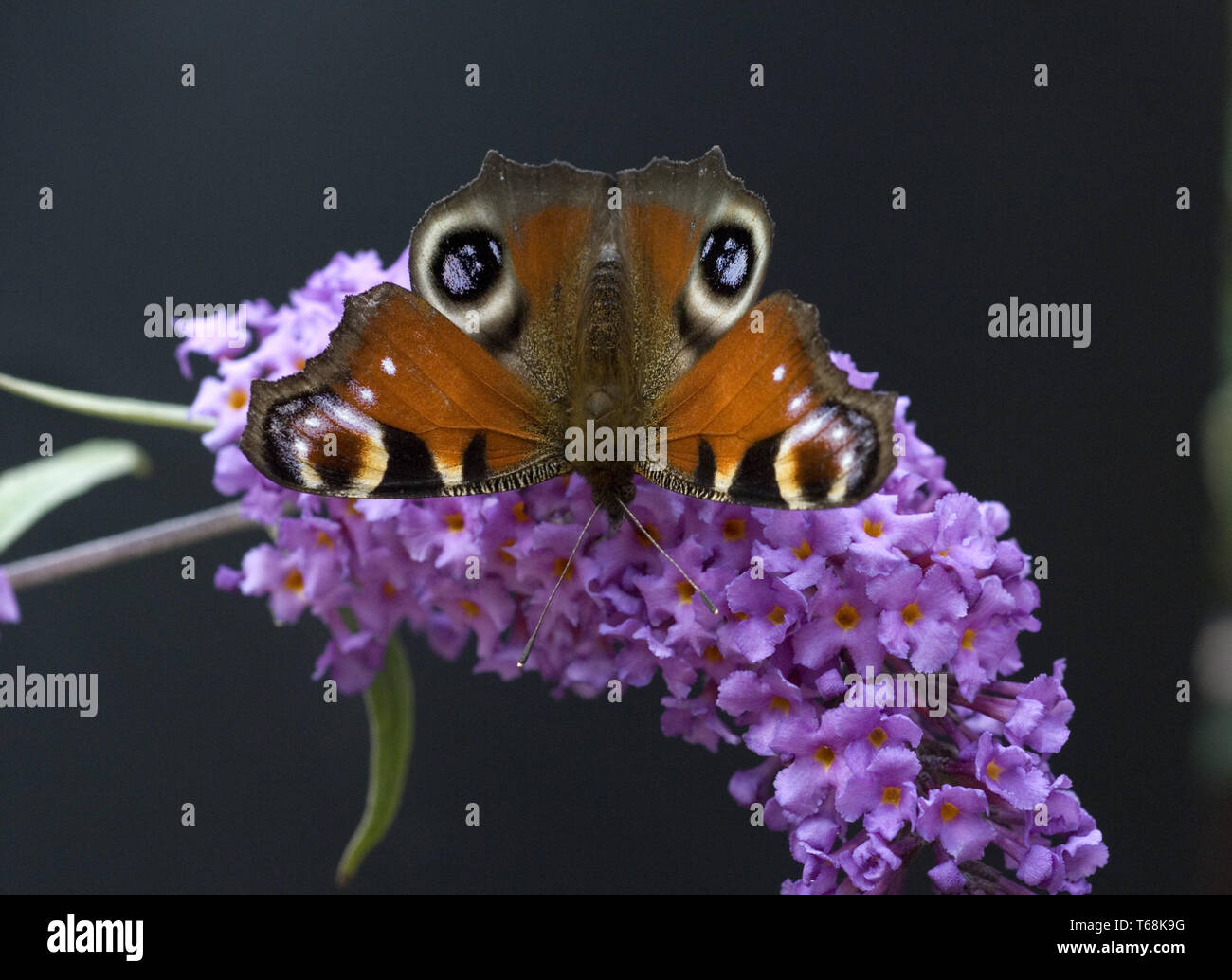 European peacock, Inachis io Stock Photo - Alamy