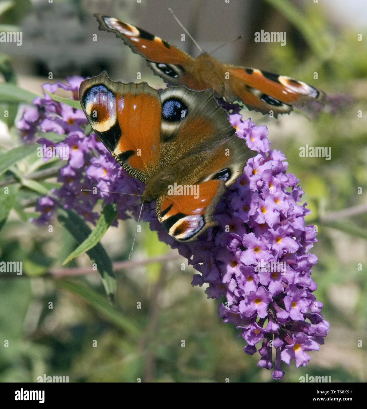 European peacock, Inachis io Stock Photo - Alamy