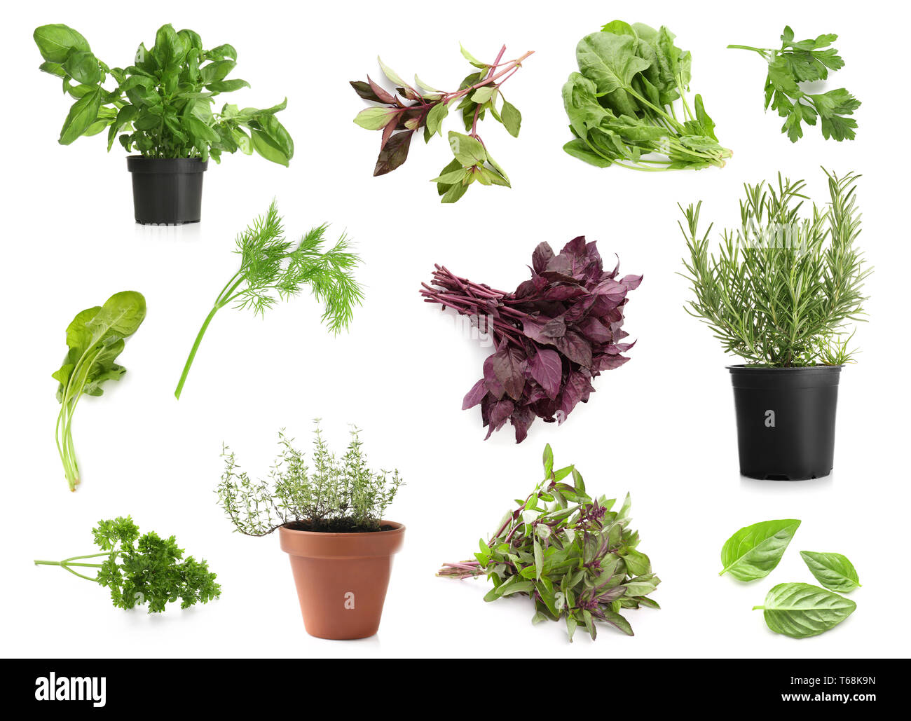Different fresh herbs on white background Stock Photo - Alamy