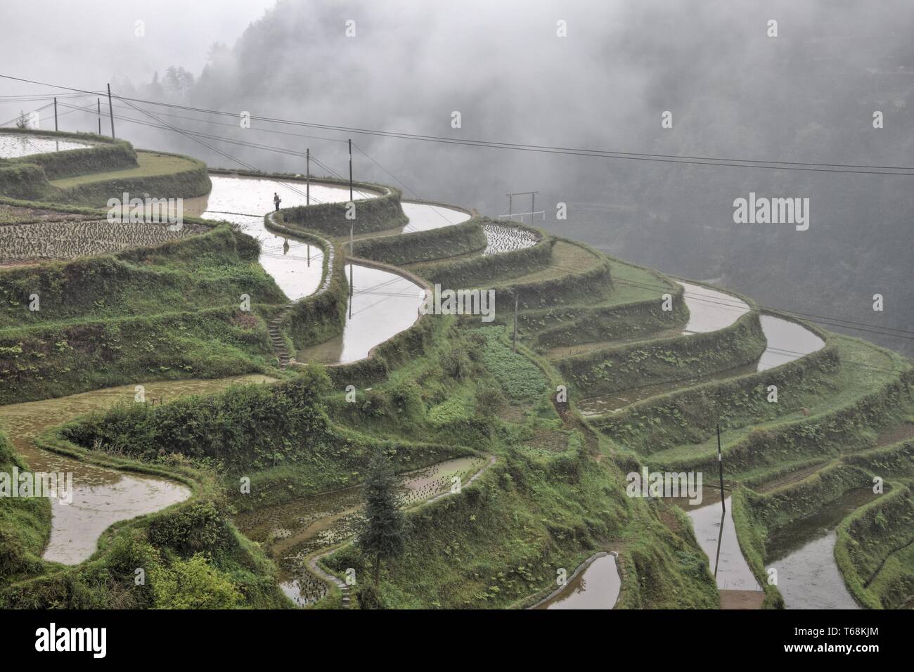 The terraced rice fields on the slope of mountains in Guizhou province ...