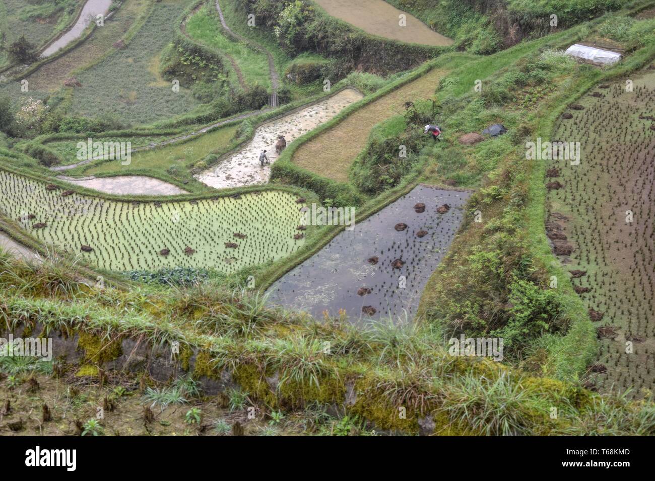 The terraced rice fields on the slope of mountains in Guizhou province ...