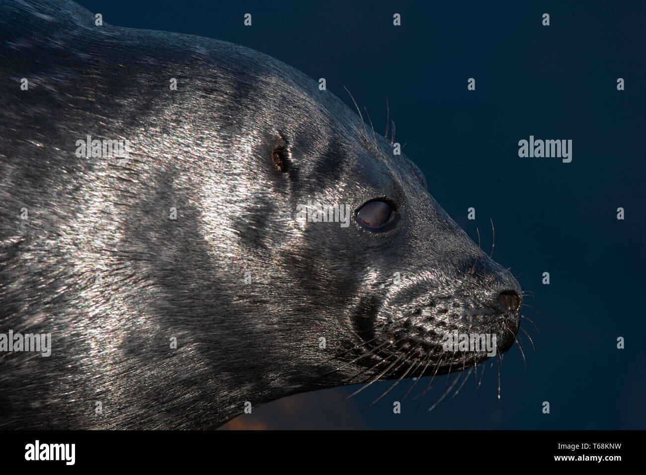 Side view of seal with wet fur hi-res stock photography and images - Alamy