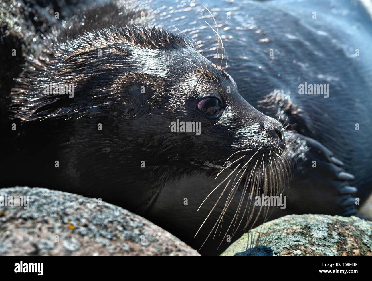 Side view of seal with wet fur hi-res stock photography and images - Alamy