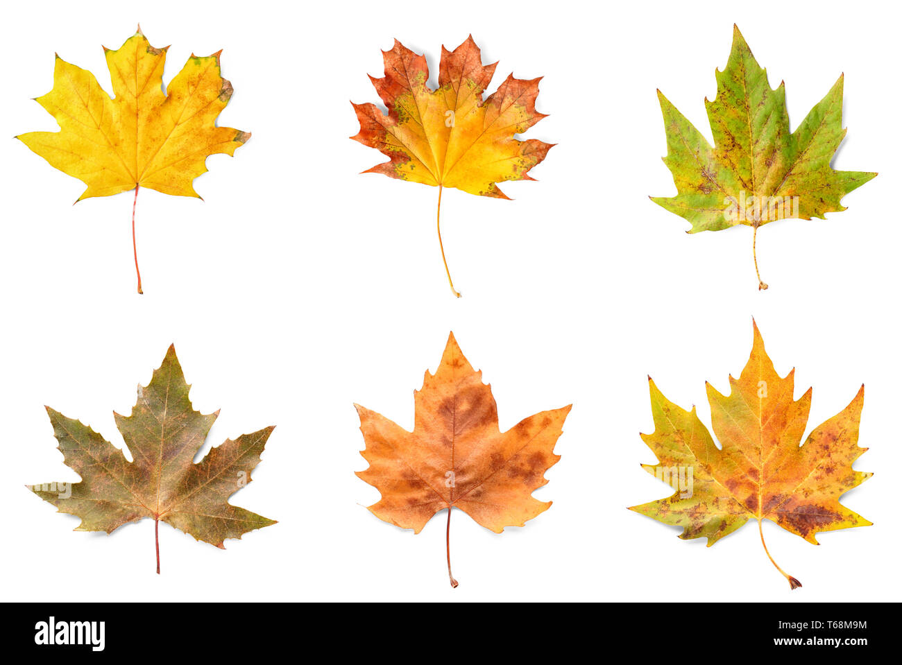 Different maple leaves on white background Stock Photo - Alamy