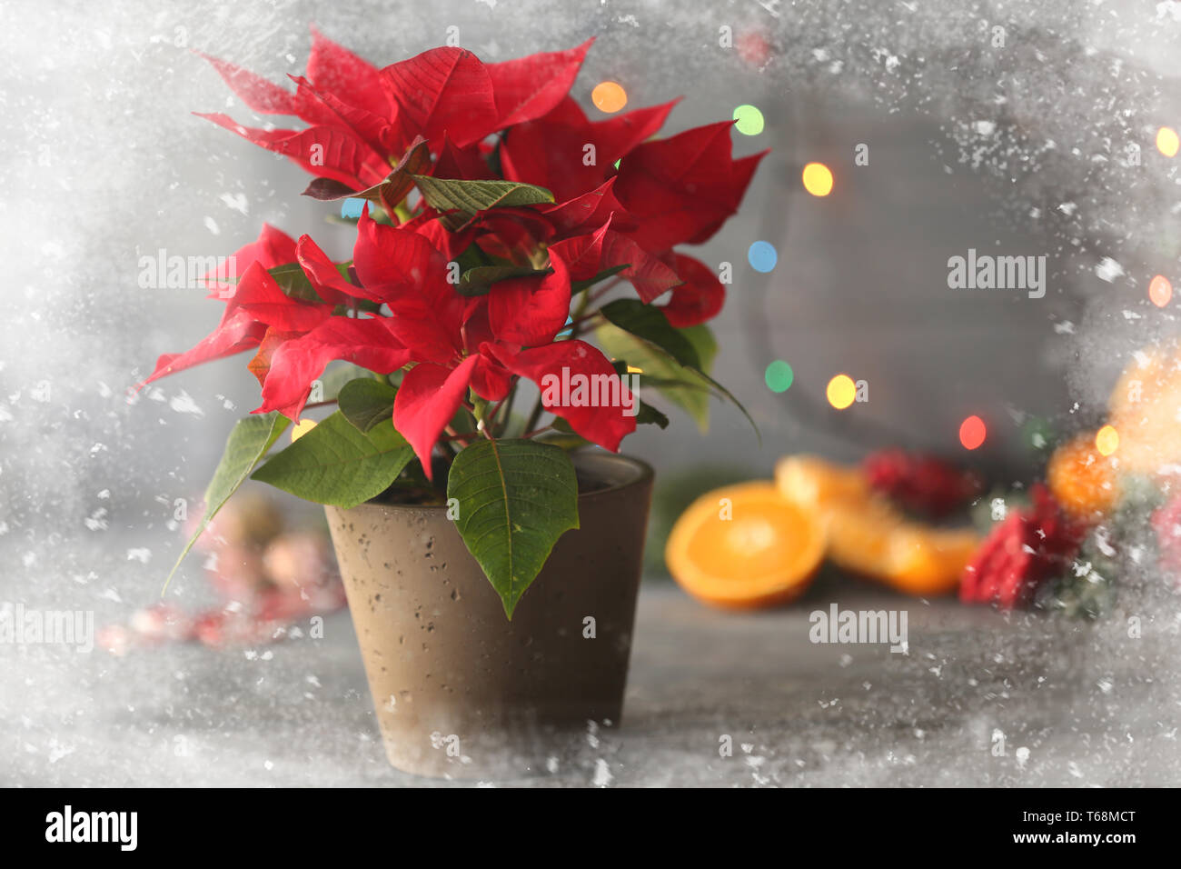 See through glass plant pot hi-res stock photography and images - Alamy