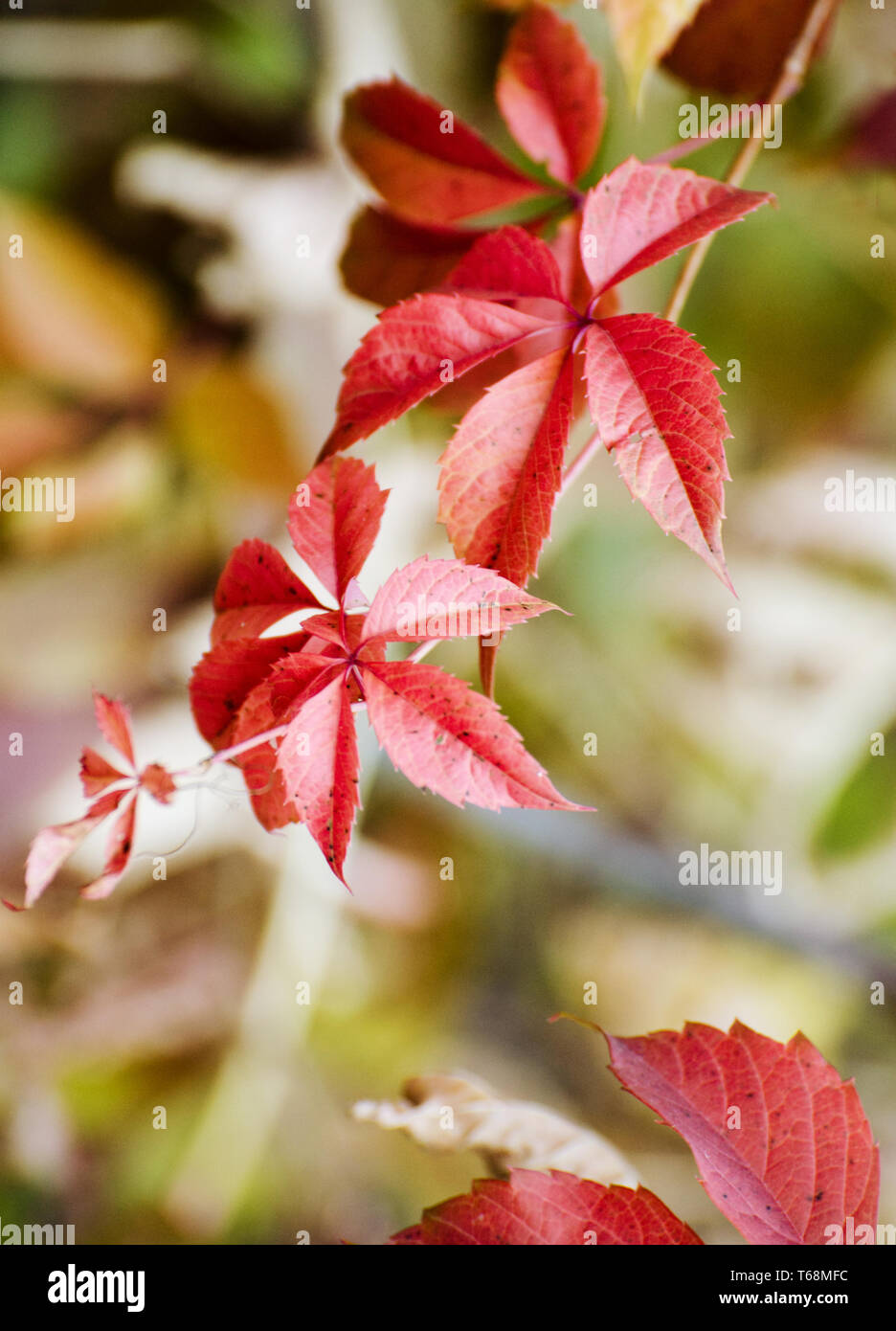 Wild red grape leaves. Beautiful bright fall background Stock Photo - Alamy