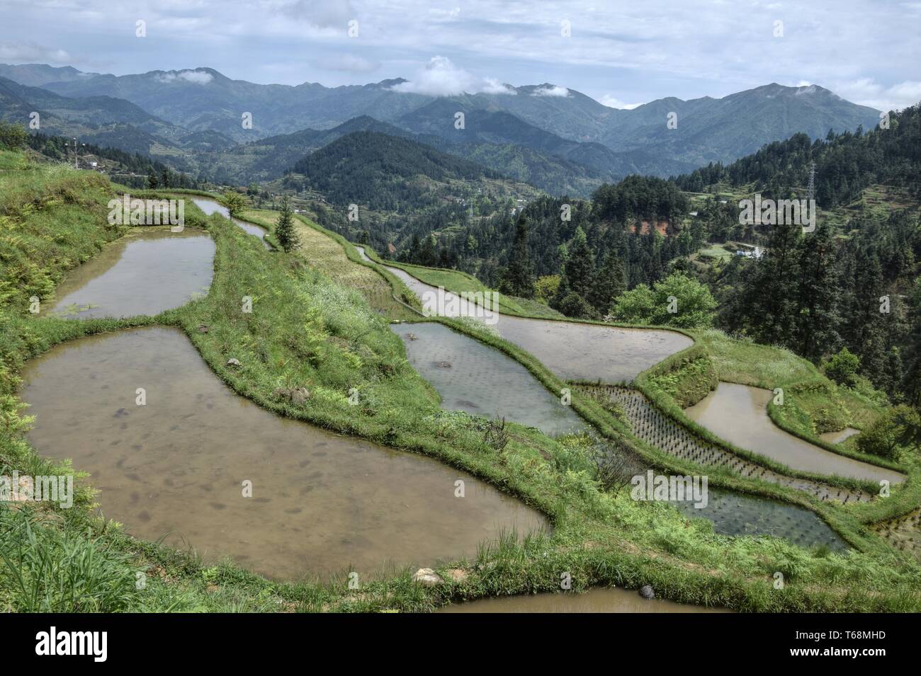 The terraced rice fields on the slope of mountains in Guizhou province ...
