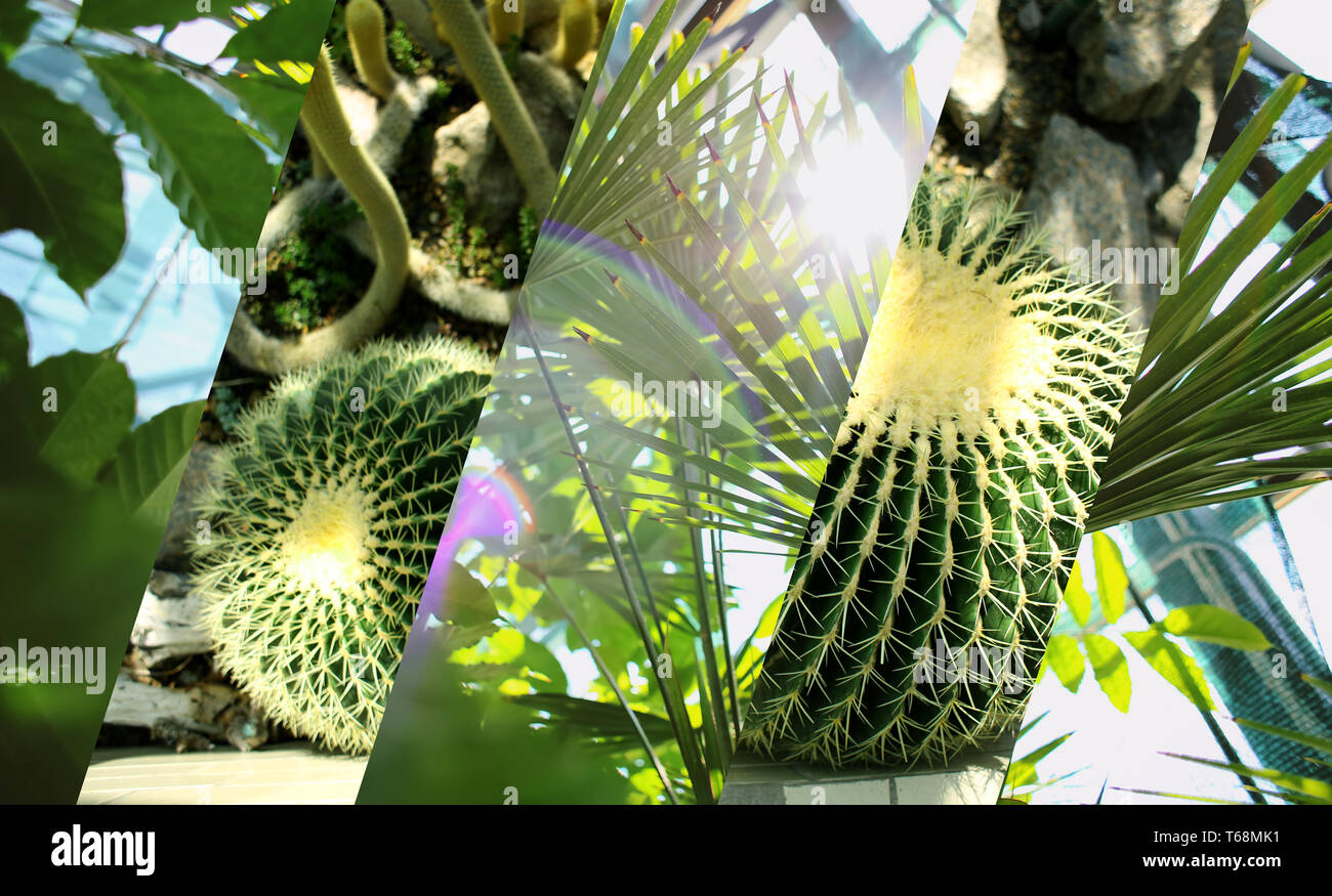 Collage with cacti and different tropical plants Stock Photo - Alamy