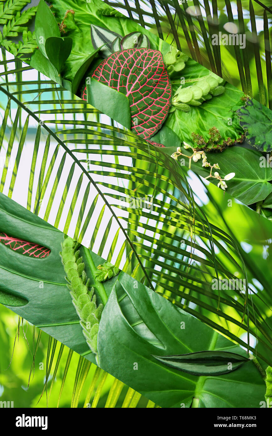 Collage with different tropical plants Stock Photo - Alamy