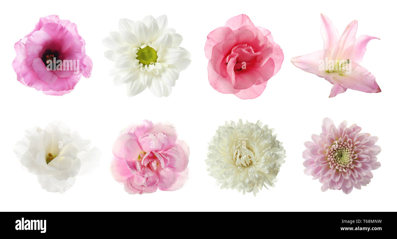 Set of different beautiful flowers on white background Stock Photo - Alamy