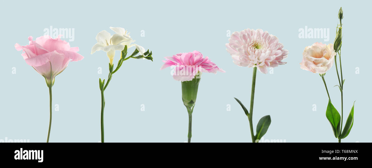 Set of different beautiful flowers on light background Stock Photo - Alamy