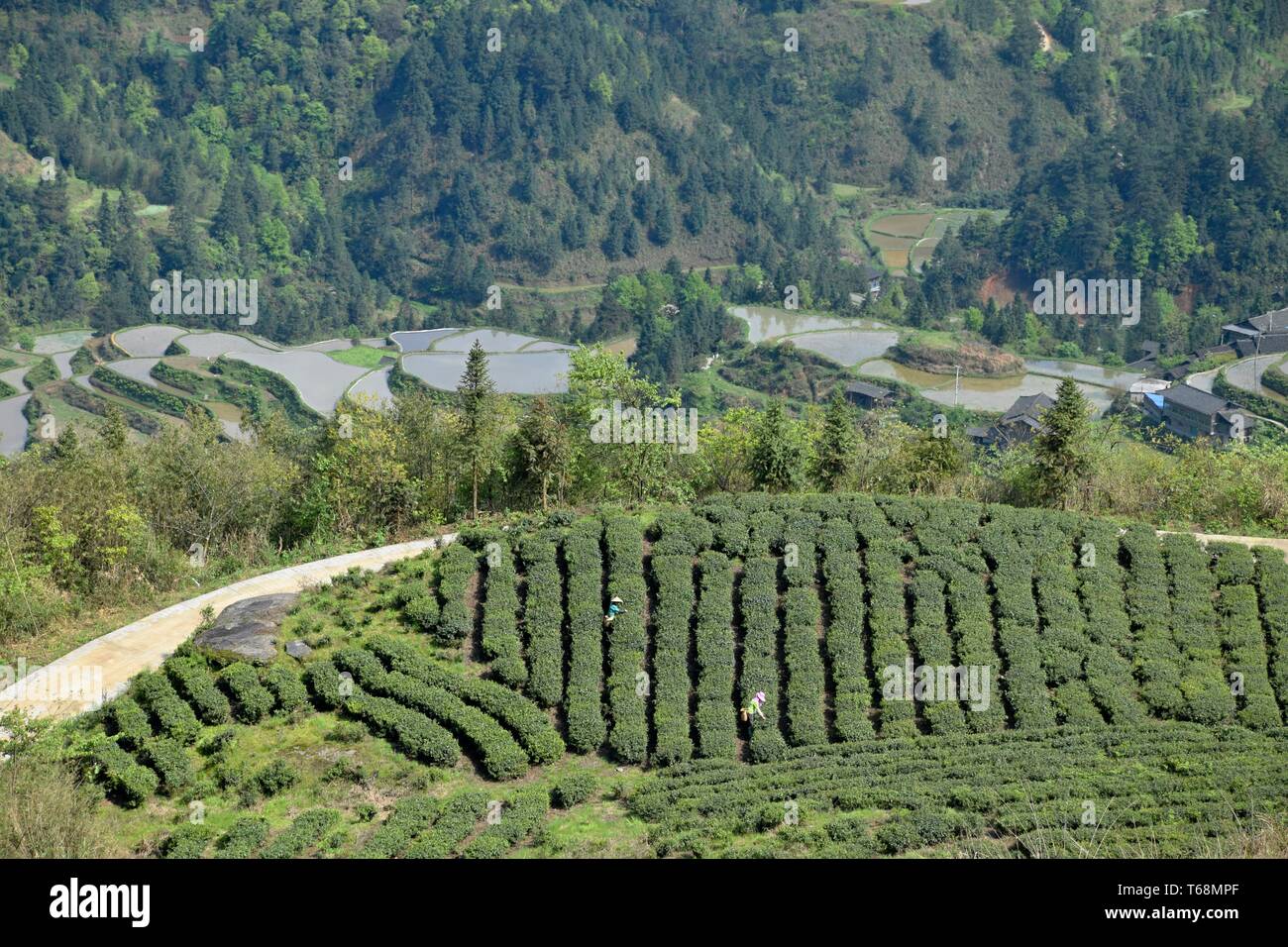 Tea plantations high in the mountains in Guizhou province in China ...