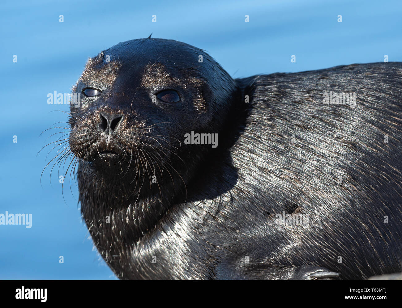 The Ladoga ringed seal. Scientific name: Pusa hispida ladogensis. The ...