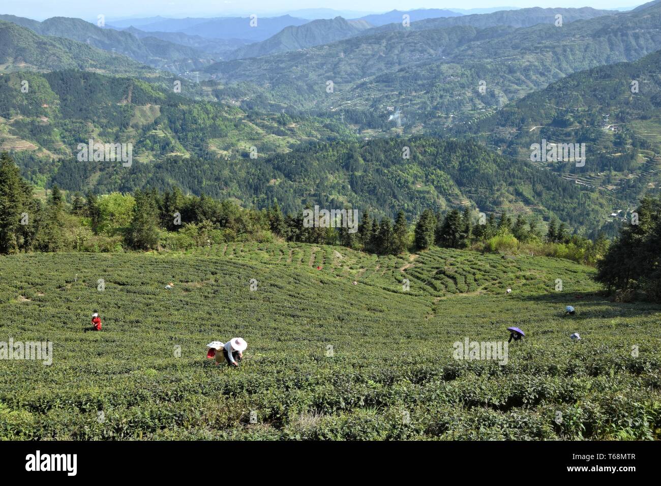 Tea plantations high in the mountains in Guizhou province in China ...