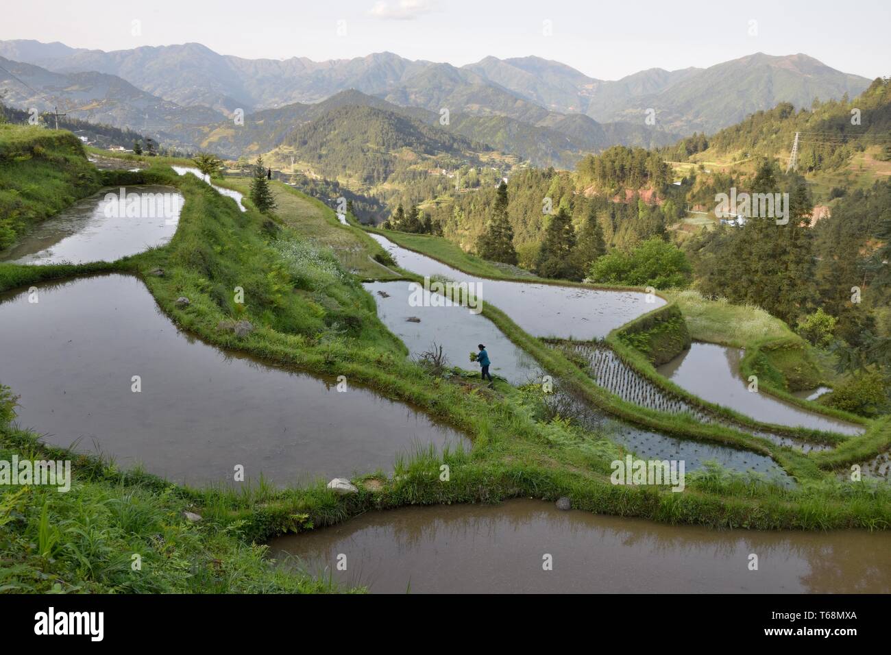 The terraced rice fields on the slope of mountains in Guizhou province ...