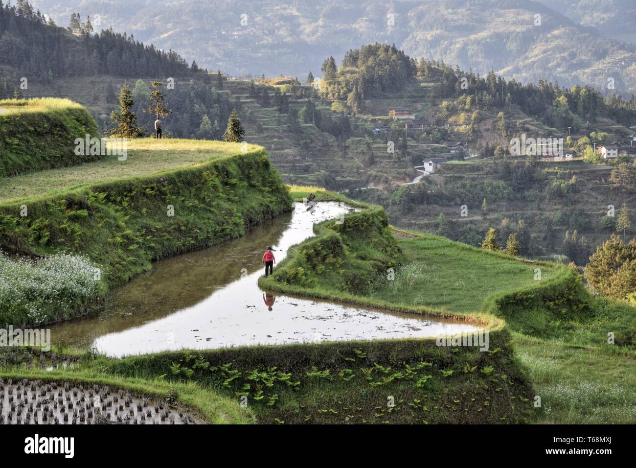 The terraced rice fields on the slope of mountains in Guizhou province ...