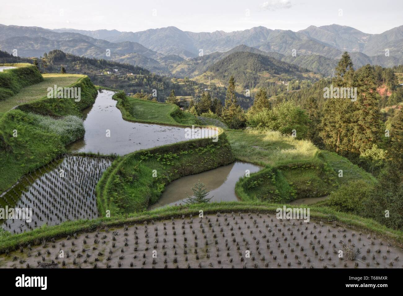 The terraced rice fields on the slope of mountains in Guizhou province ...