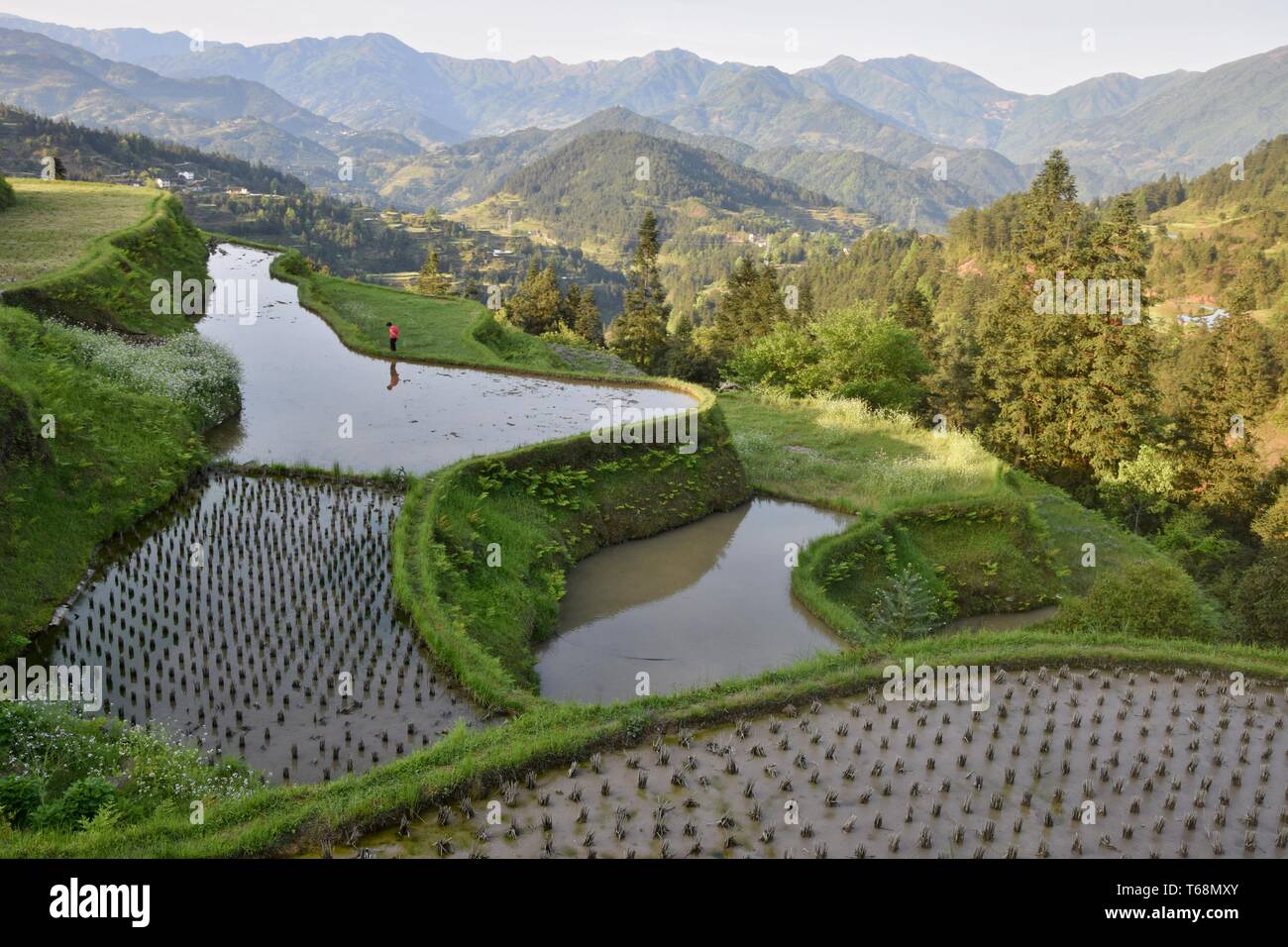 The terraced rice fields on the slope of mountains in Guizhou province ...
