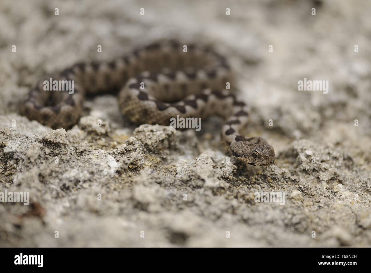 Horned viper, Vipera ammodytes Stock Photo - Alamy