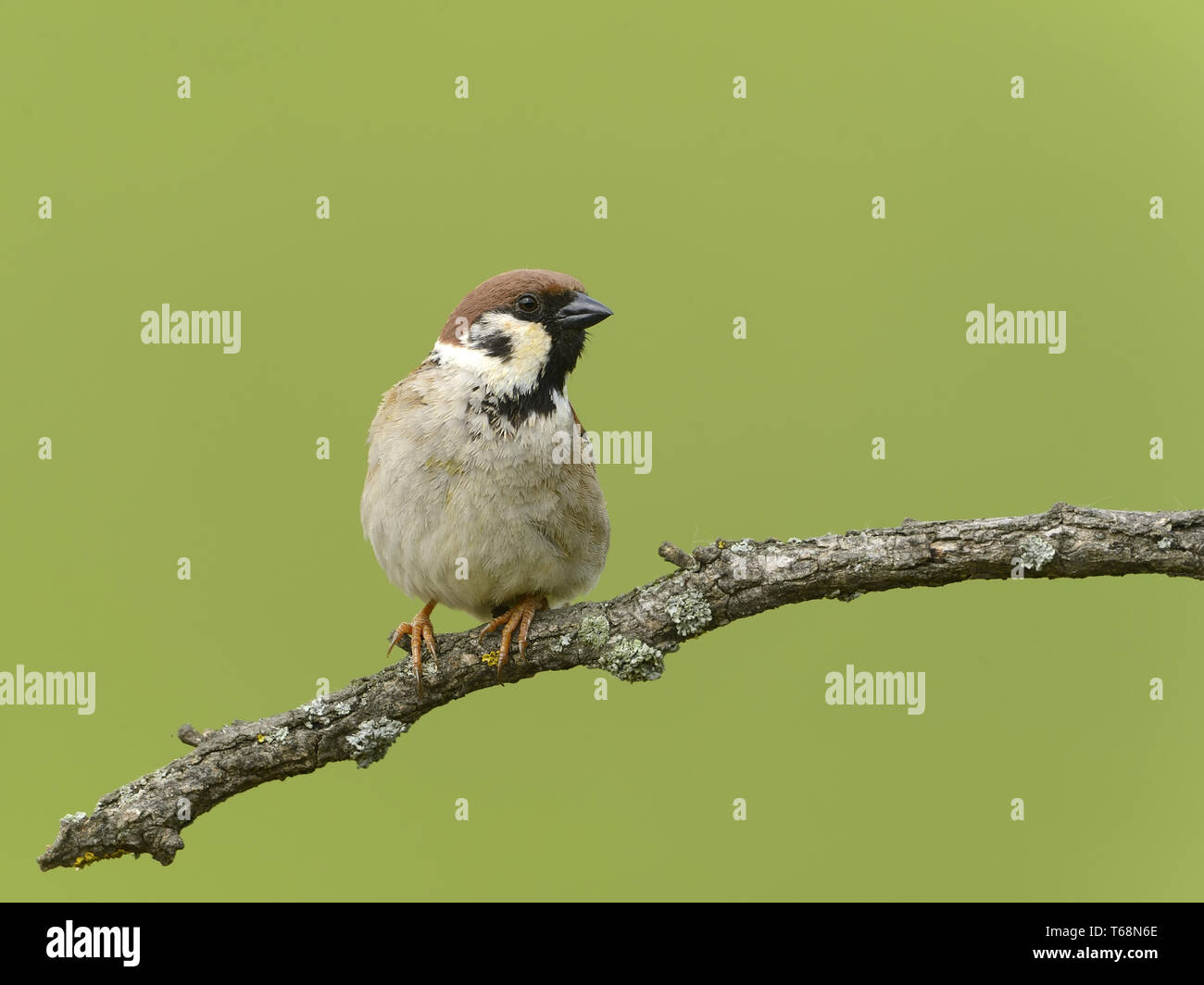 House Sparrow or English sparrow, Passer domesticus, europe, germany ...