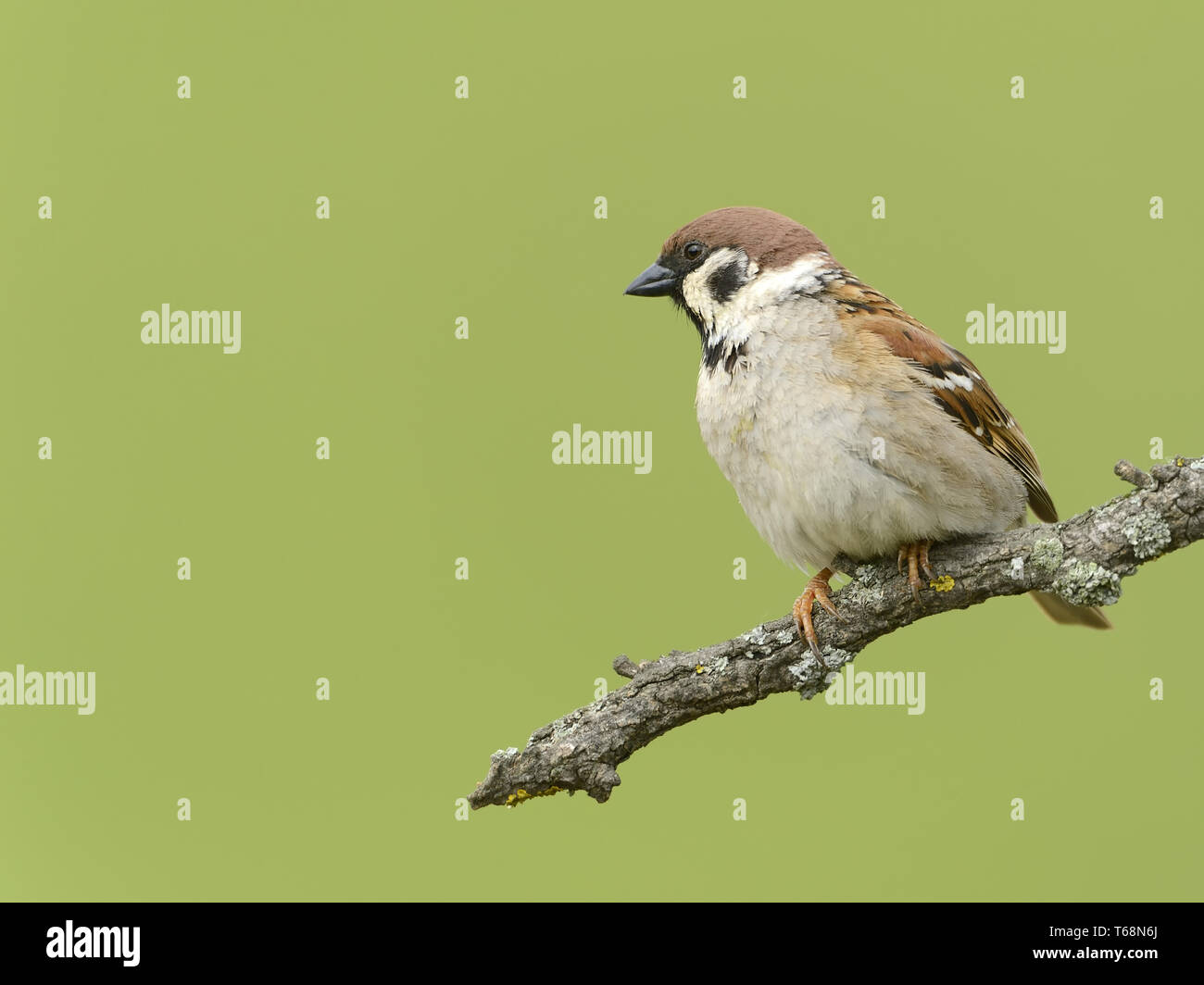 House Sparrow or English sparrow, Passer domesticus, europe, germany ...