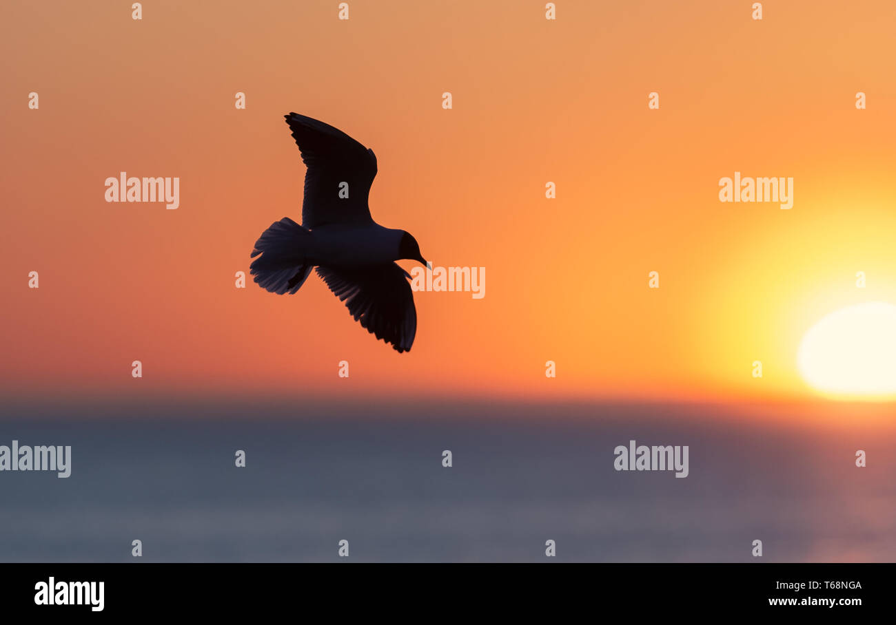 The silhouette of a flying seagull. Red sunset sky background. Dramatic ...