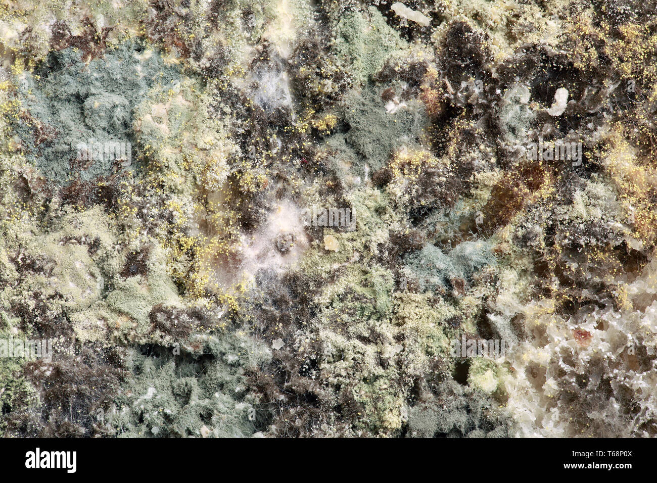 Bread Mold Macro Stock Photo - Alamy