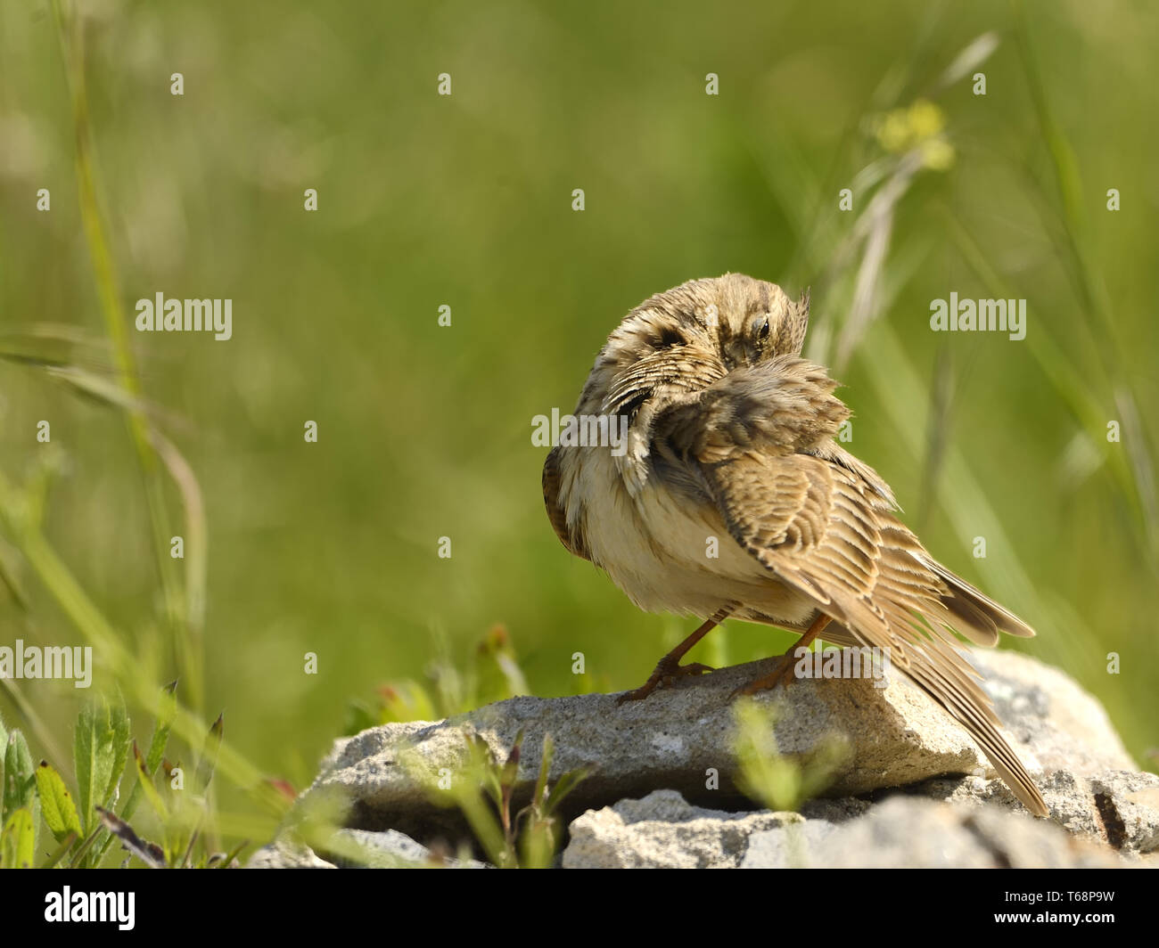Crested Lark, Galerida cristata, Bulgaria, Europe Stock Photo - Alamy