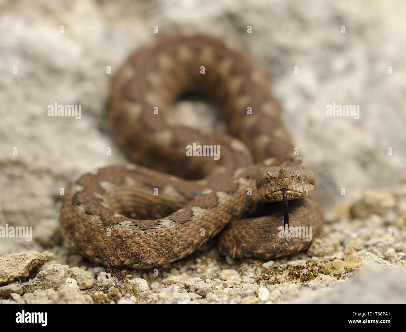 Vipera ammodytes hi-res stock photography and images - Alamy