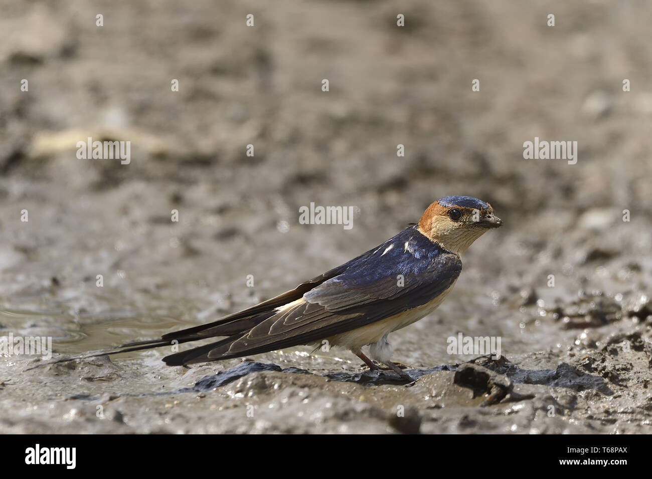 Red-rumped swallow, Cecropis daurica, Hirundo daurica, Europe Stock ...