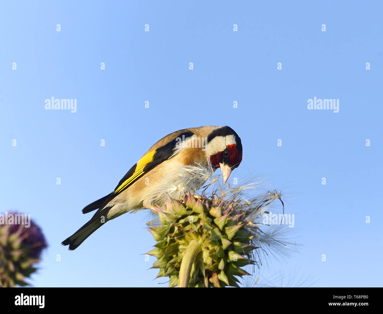 European Goldfinch, Carduelis Carduelis Stock Photo - Alamy