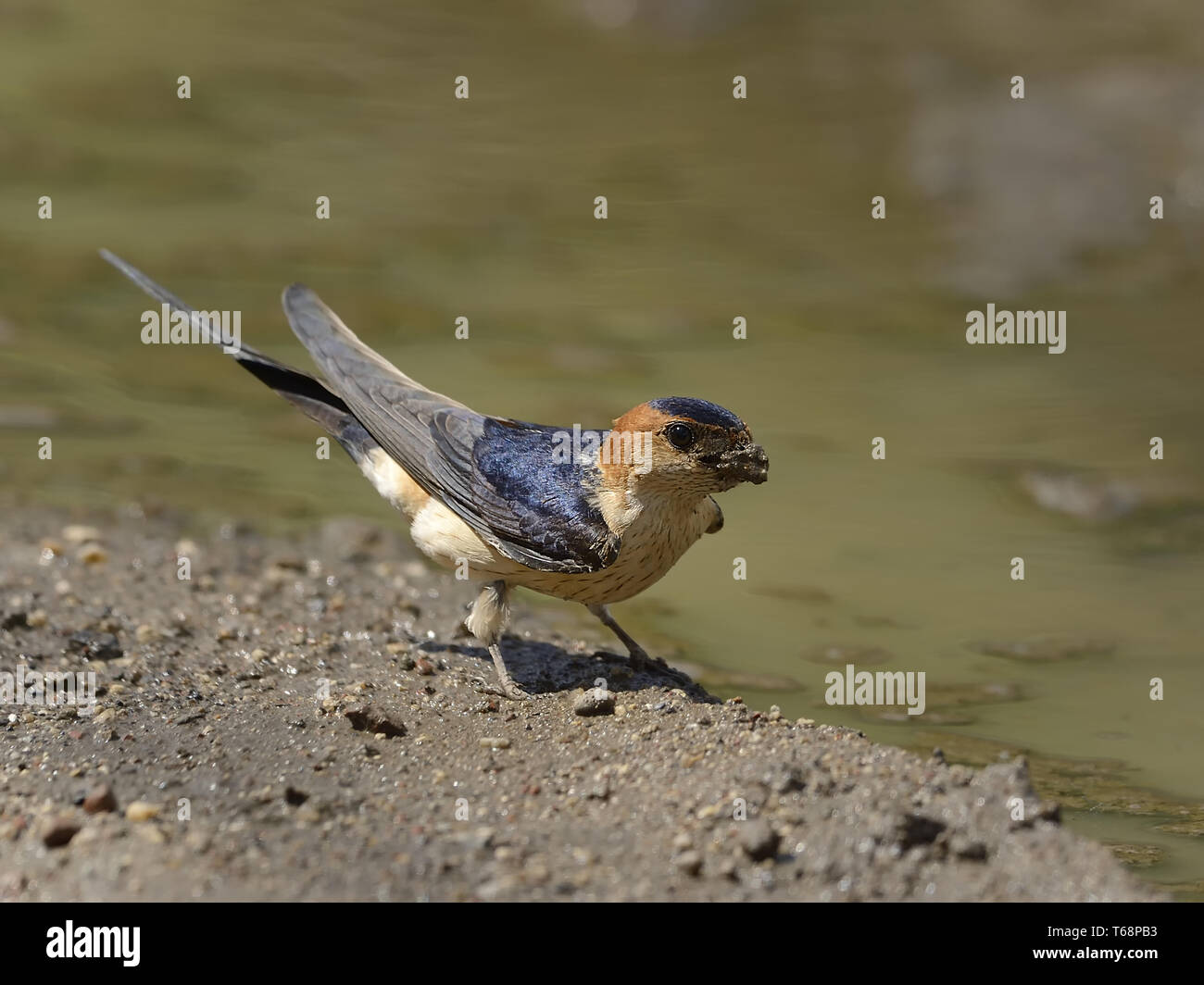Red-rumped swallow, Cecropis daurica, Hirundo daurica, Europe Stock ...