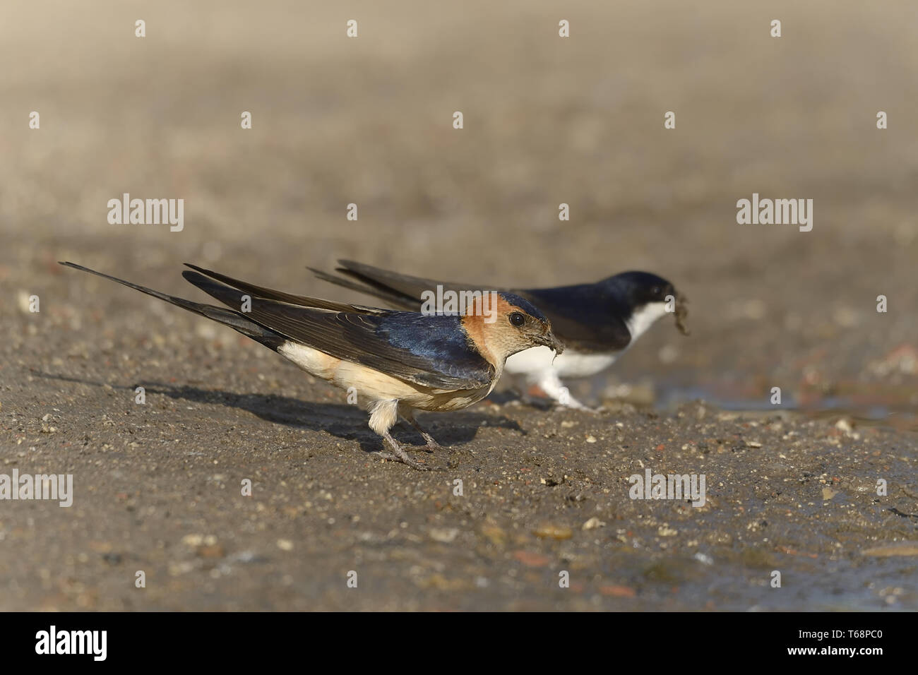 Red-rumped swallow, Cecropis daurica, Hirundo daurica, Europe Stock ...