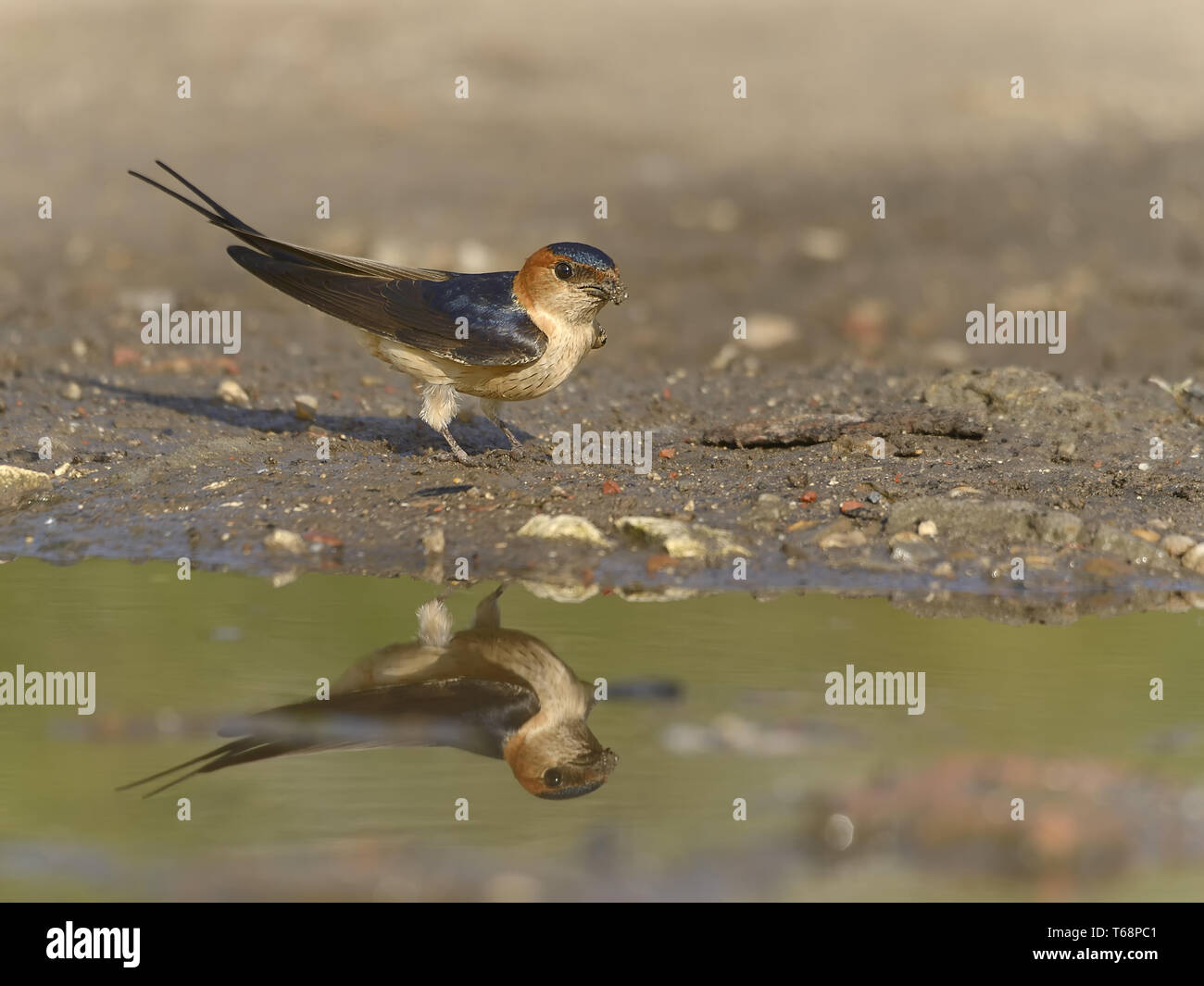 Red-rumped swallow, Cecropis daurica, Hirundo daurica, Europe Stock ...