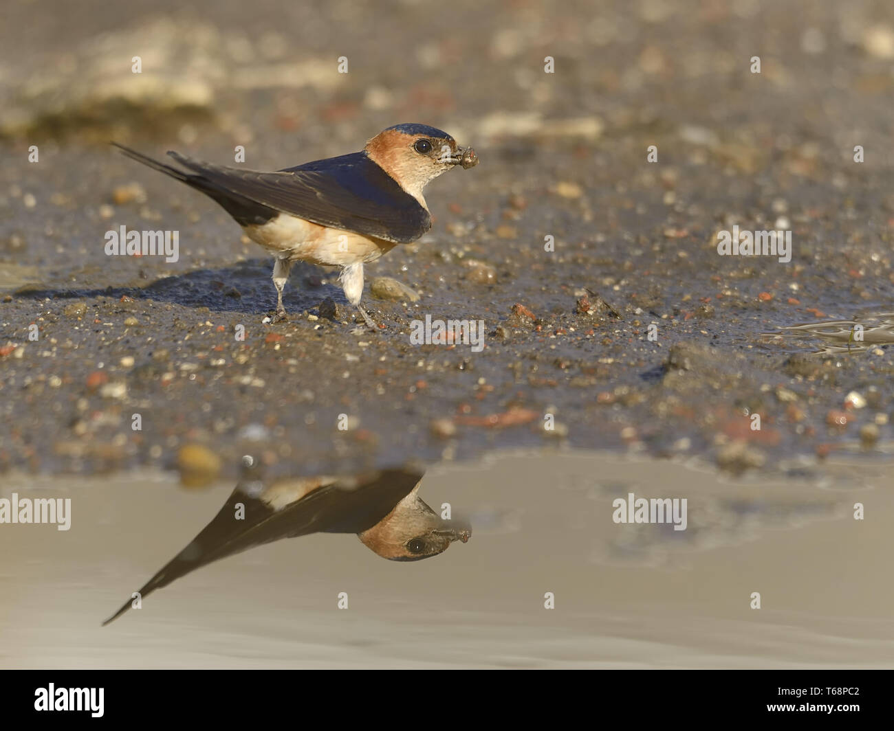 Red-rumped swallow, Cecropis daurica, Hirundo daurica, Europe Stock ...