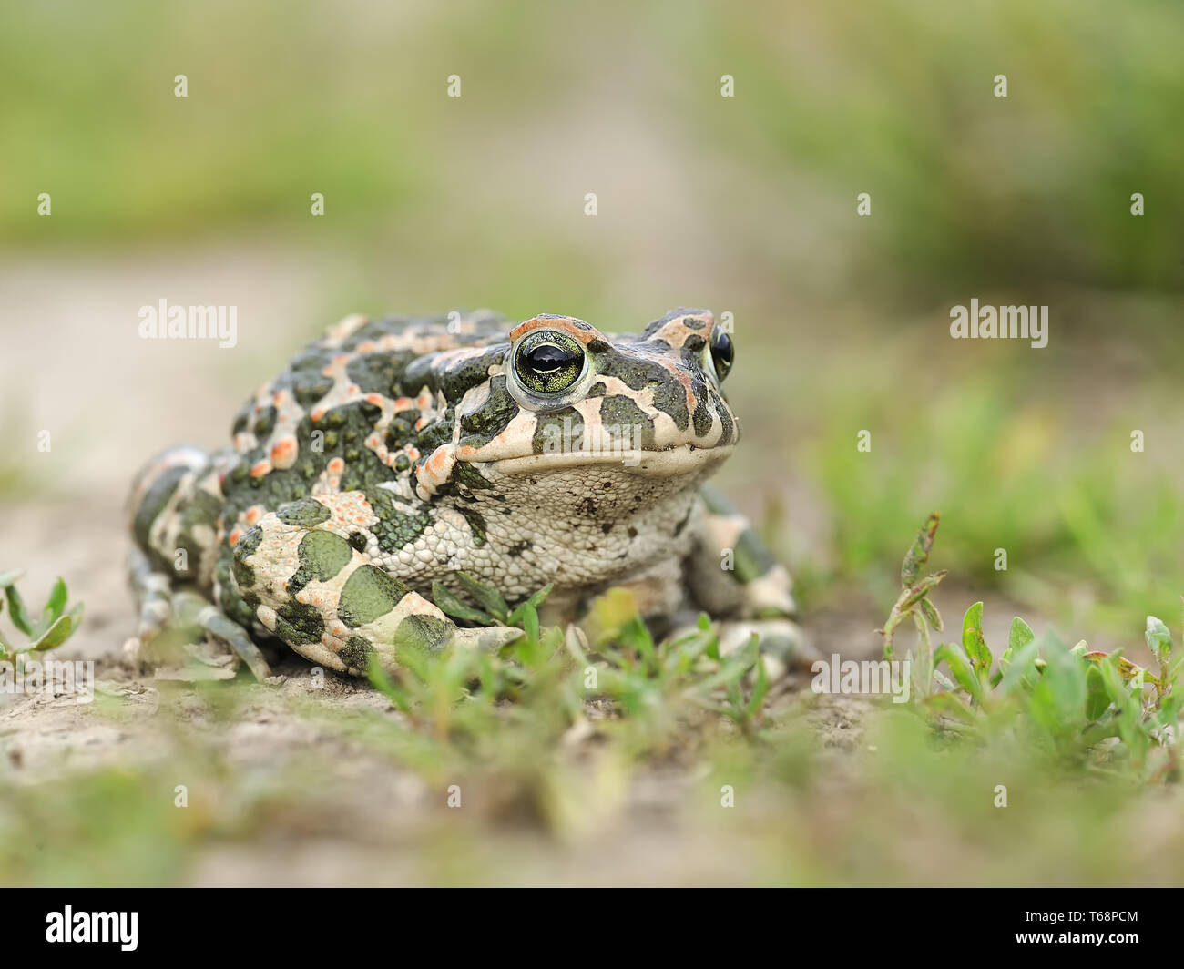 European green toad, Pseudepidalea viridis, Bufo viridis, Bufotes ...