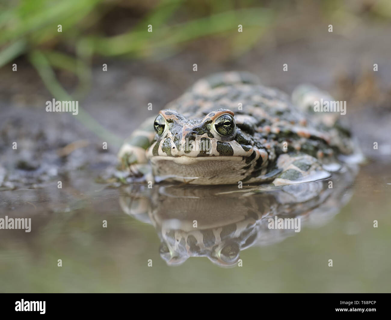 European green toad, Pseudepidalea viridis, Bufo viridis, Bufotes ...