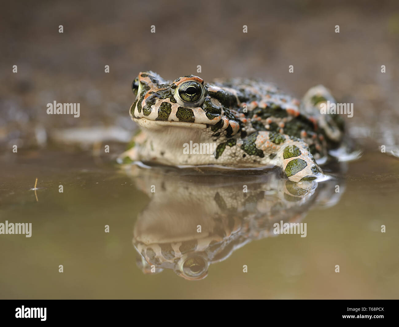 European green toad, Pseudepidalea viridis, Bufo viridis, Bufotes ...
